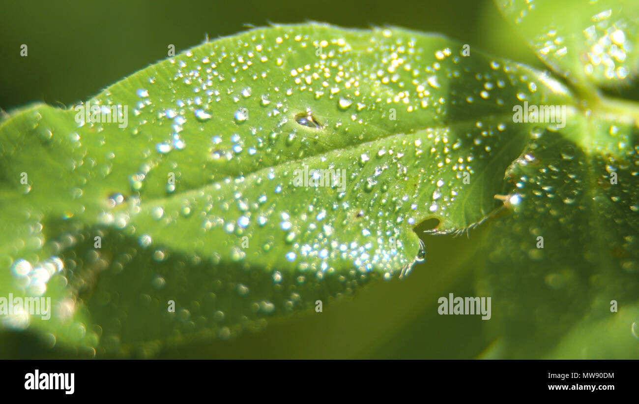 Drop of dew in morning on leaf with sun light. Water drops on the green ...