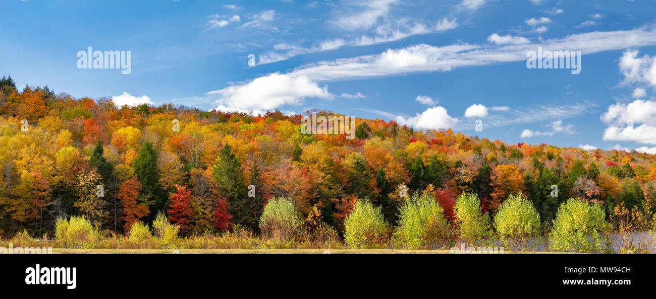 Colorful fall forest foliage in panoramic New England landscape scene ...