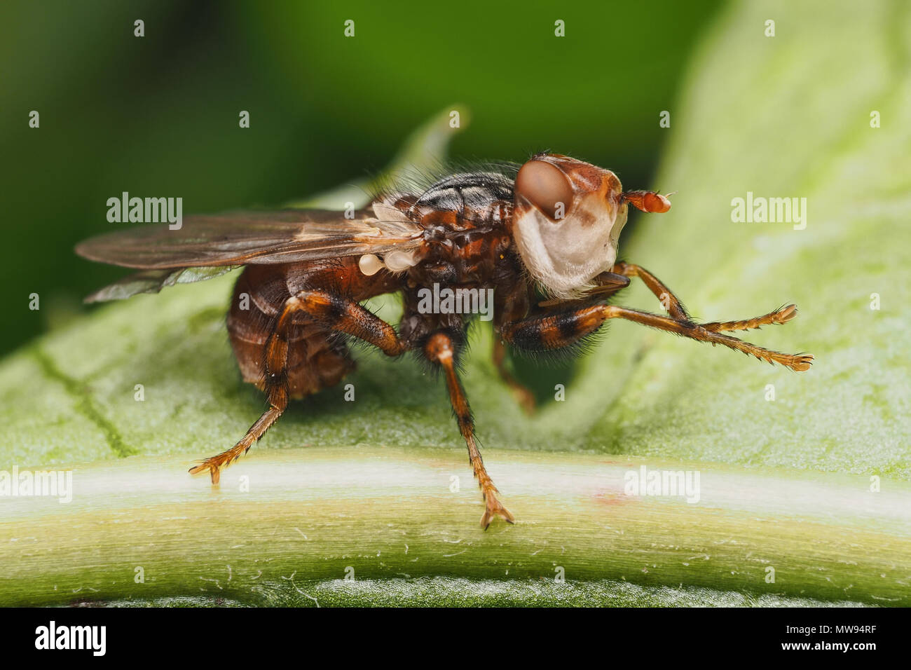Conopid Fly (Conops testacea) perched on underside of leaf. Tipperary ...