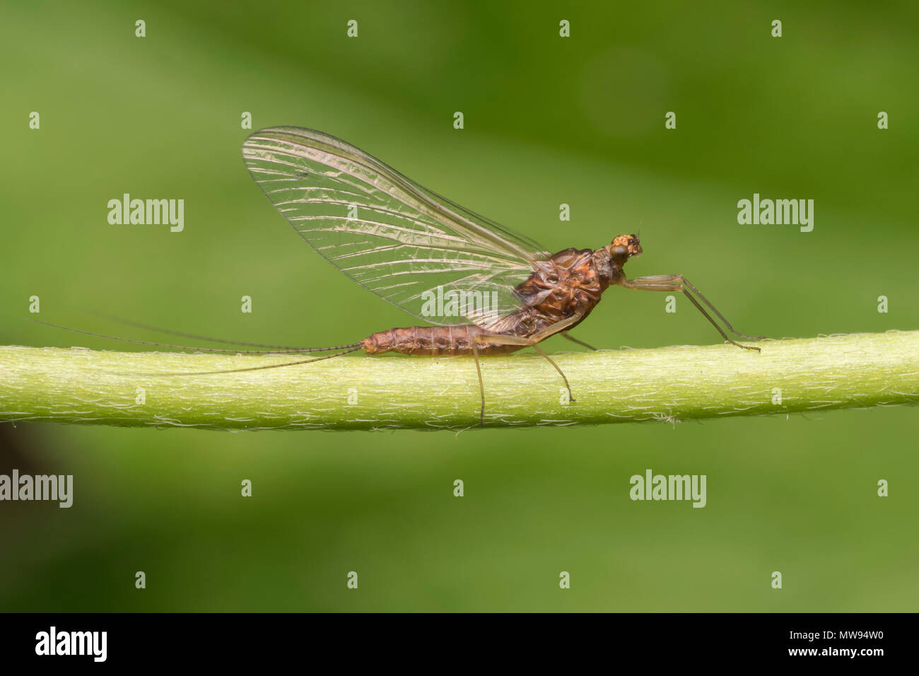 Mayfly subimago perched on plant stem. Tipperary, Ireland Stock Photo ...