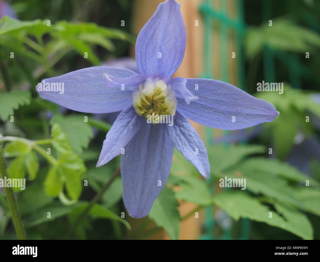 Clematis bud hi-res stock photography and images - Alamy