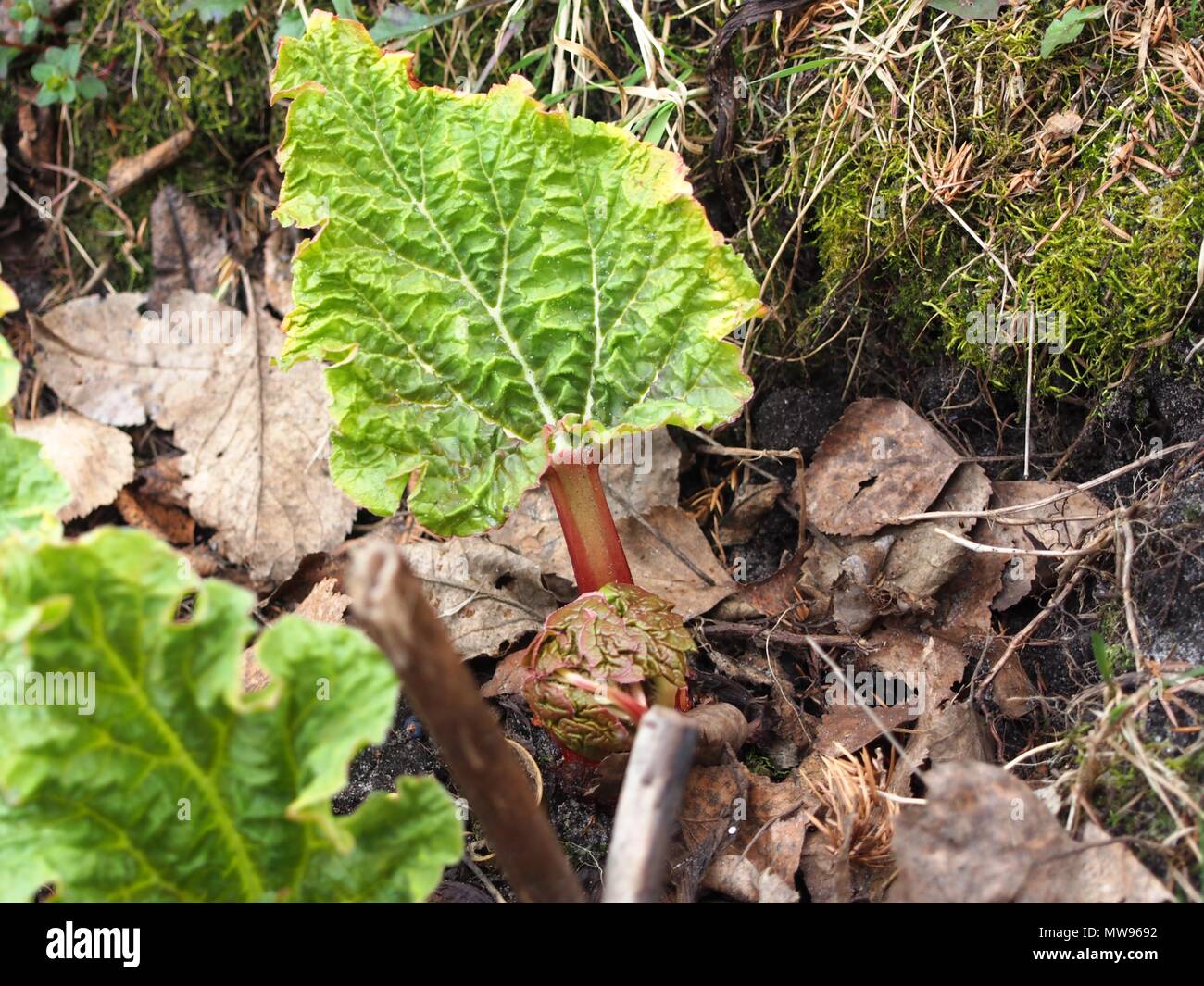 Rhubarb sprout. Young plant. It's spring. Young leaves. Close up Stock ...