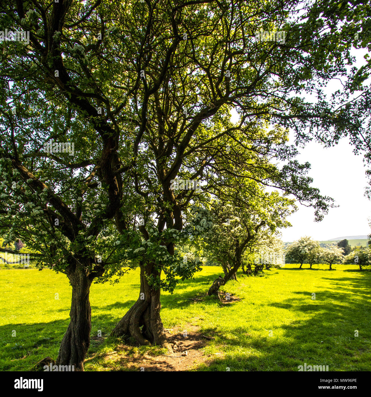 May Trees's Instagram, Twitter & Facebook on IDCrawl