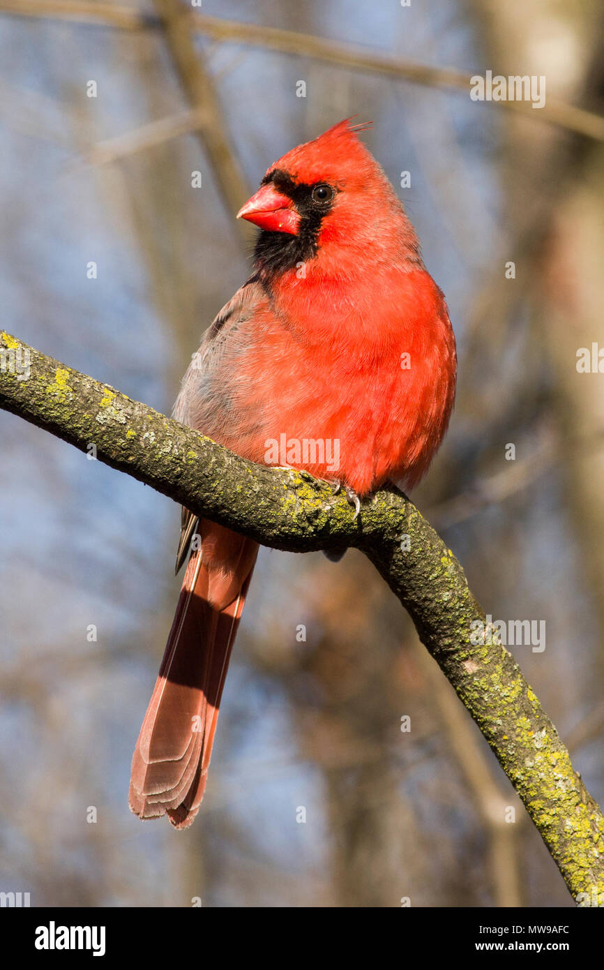 male northern cardinal sitting on a branch Stock Photo - Alamy