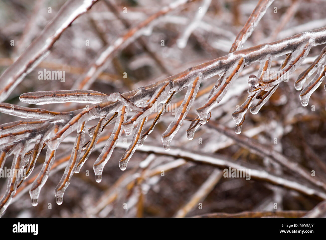 Ice storm hi-res stock photography and images - Alamy