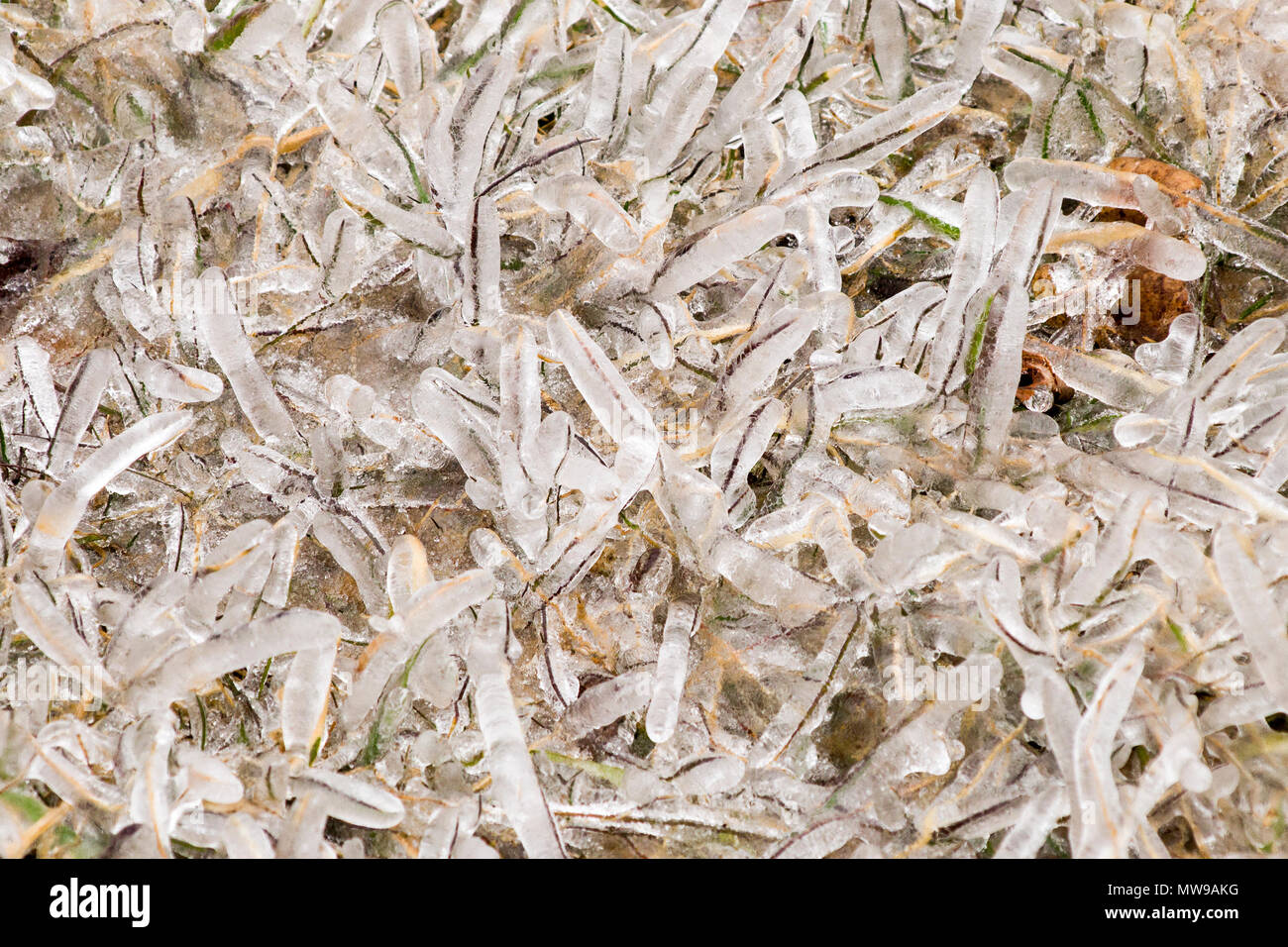 Grass and ice hi-res stock photography and images - Alamy