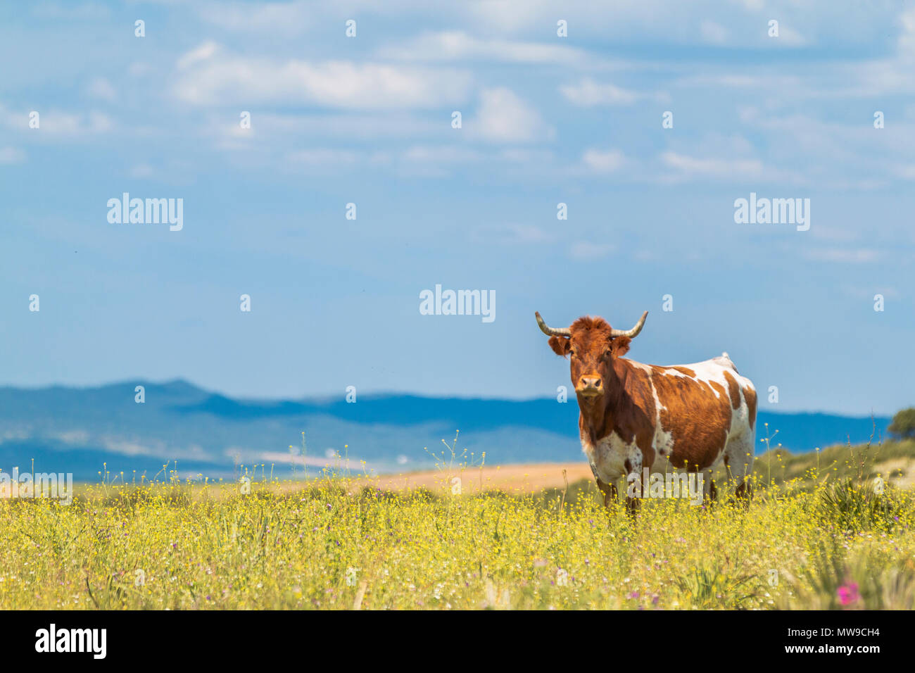Beautiful cow hi-res stock photography and images - Alamy