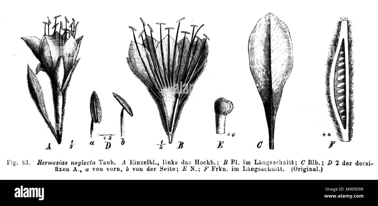 . Illustration from book . 1891. Paul Hermann Wilhelm Taubert (1862 ...
