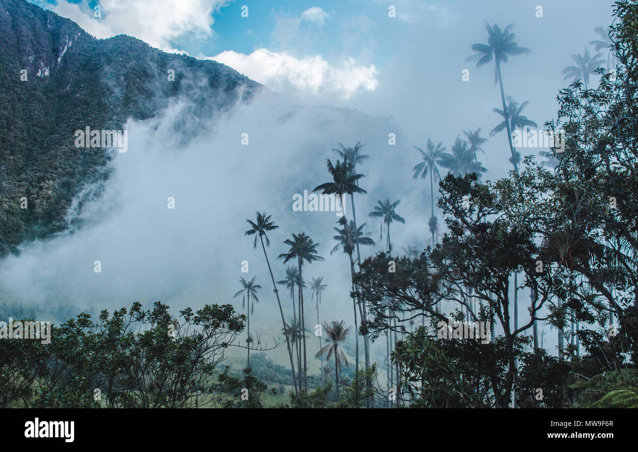 Views of the world's tallest palm trees in the Valle de Cocora, near ...