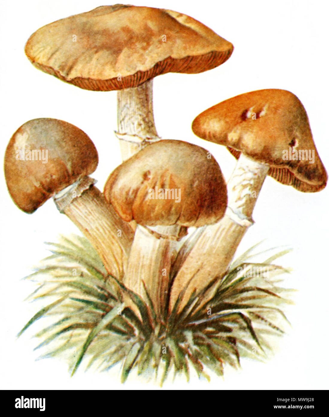 . Reifpilz, Zigeuner (Rozites caperatus) . 1897 515 Reifpilz-1 Stock ...