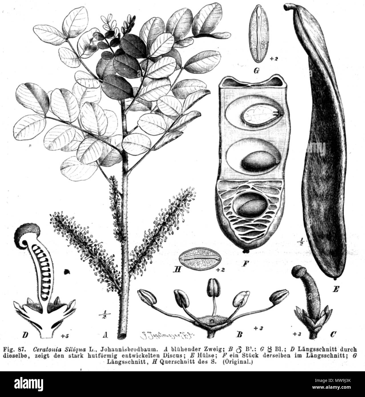 Carob tree drawing Black and White Stock Photos & Images - Alamy