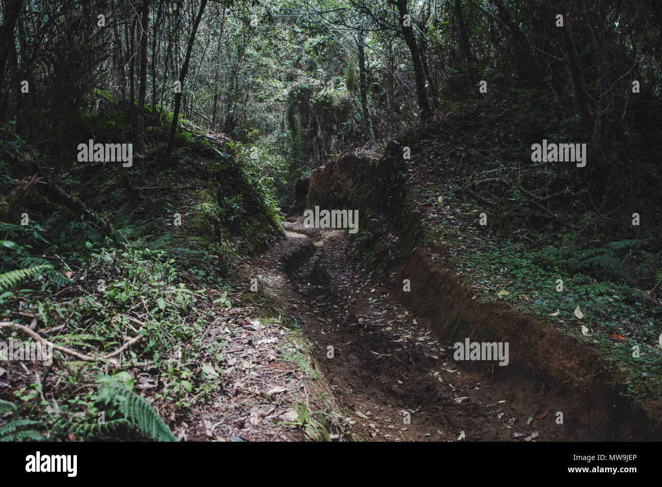 Deeply eroded track creating a channel through the mud of the jungle in ...