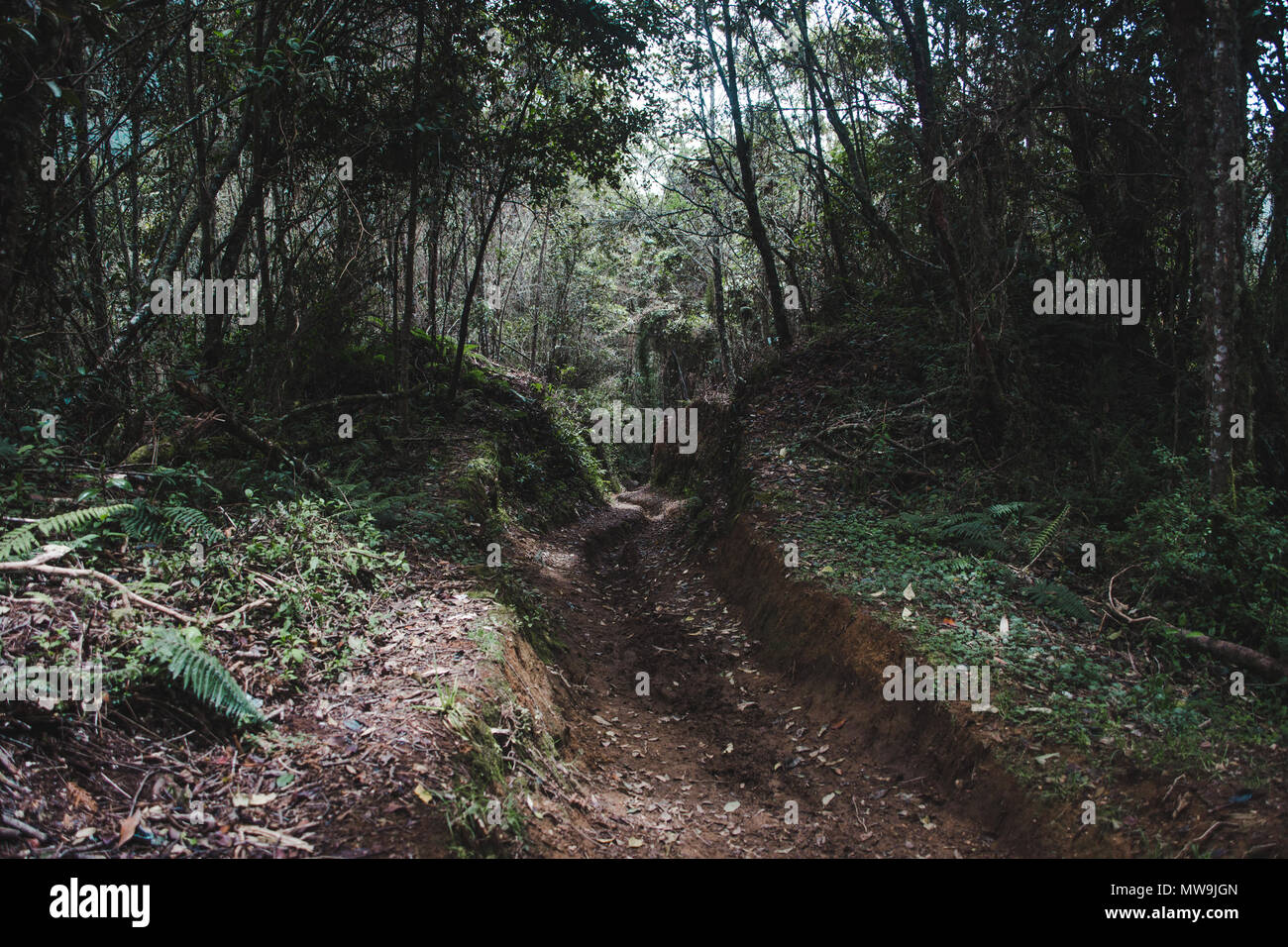 Deeply eroded track creating a channel through the mud of the jungle in ...