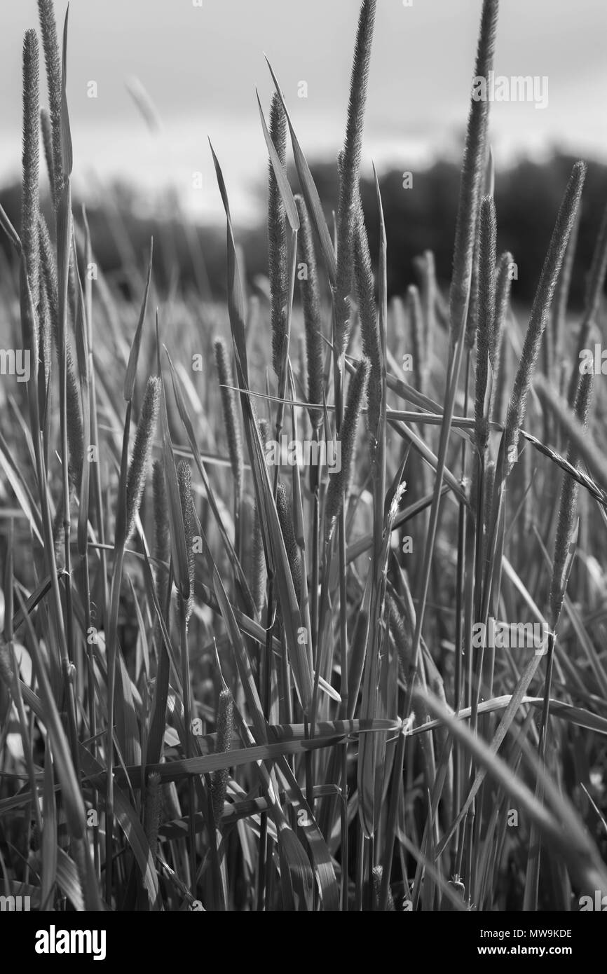 Tame hay hi-res stock photography and images - Alamy