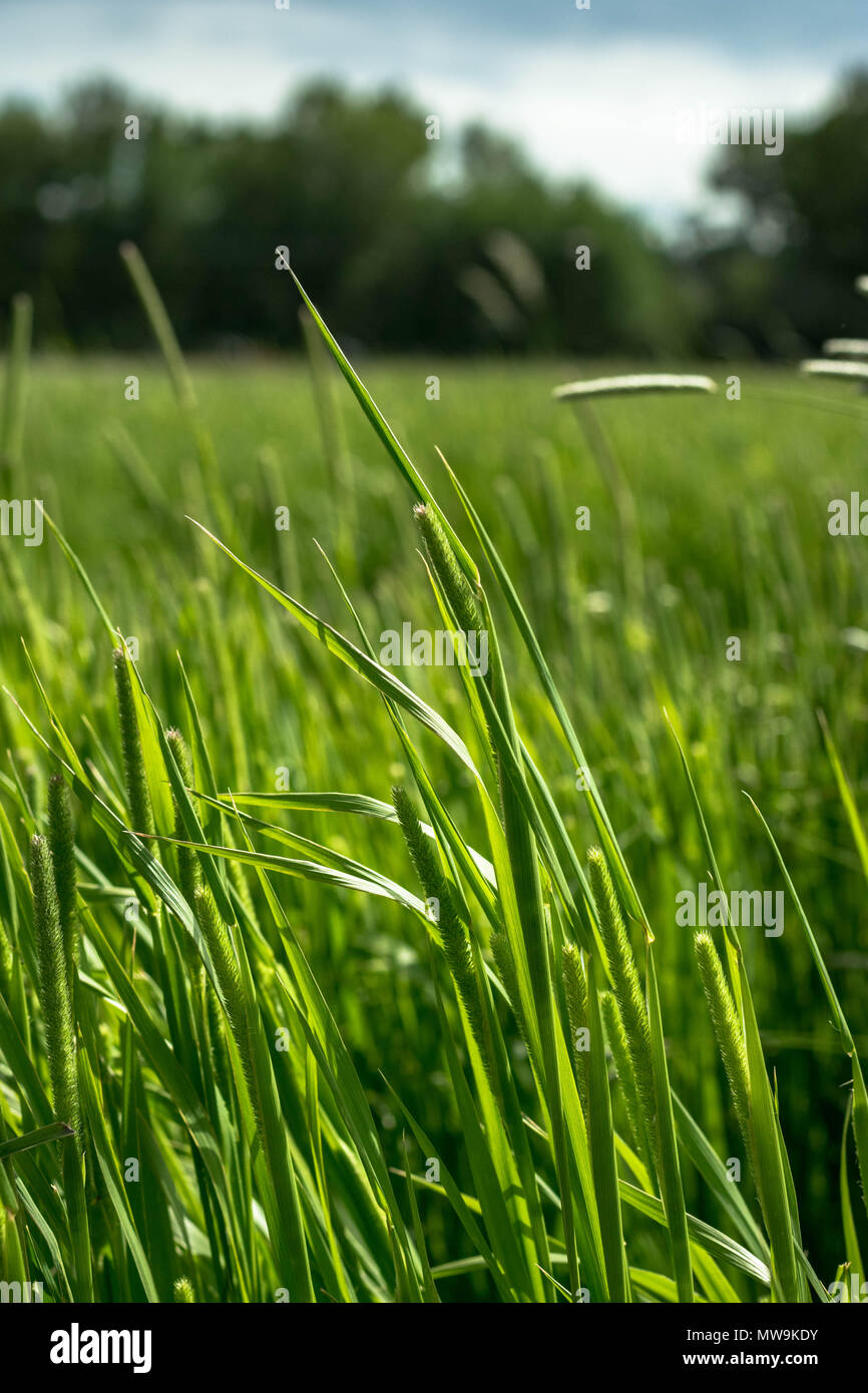 Uncut hay hi-res stock photography and images - Alamy