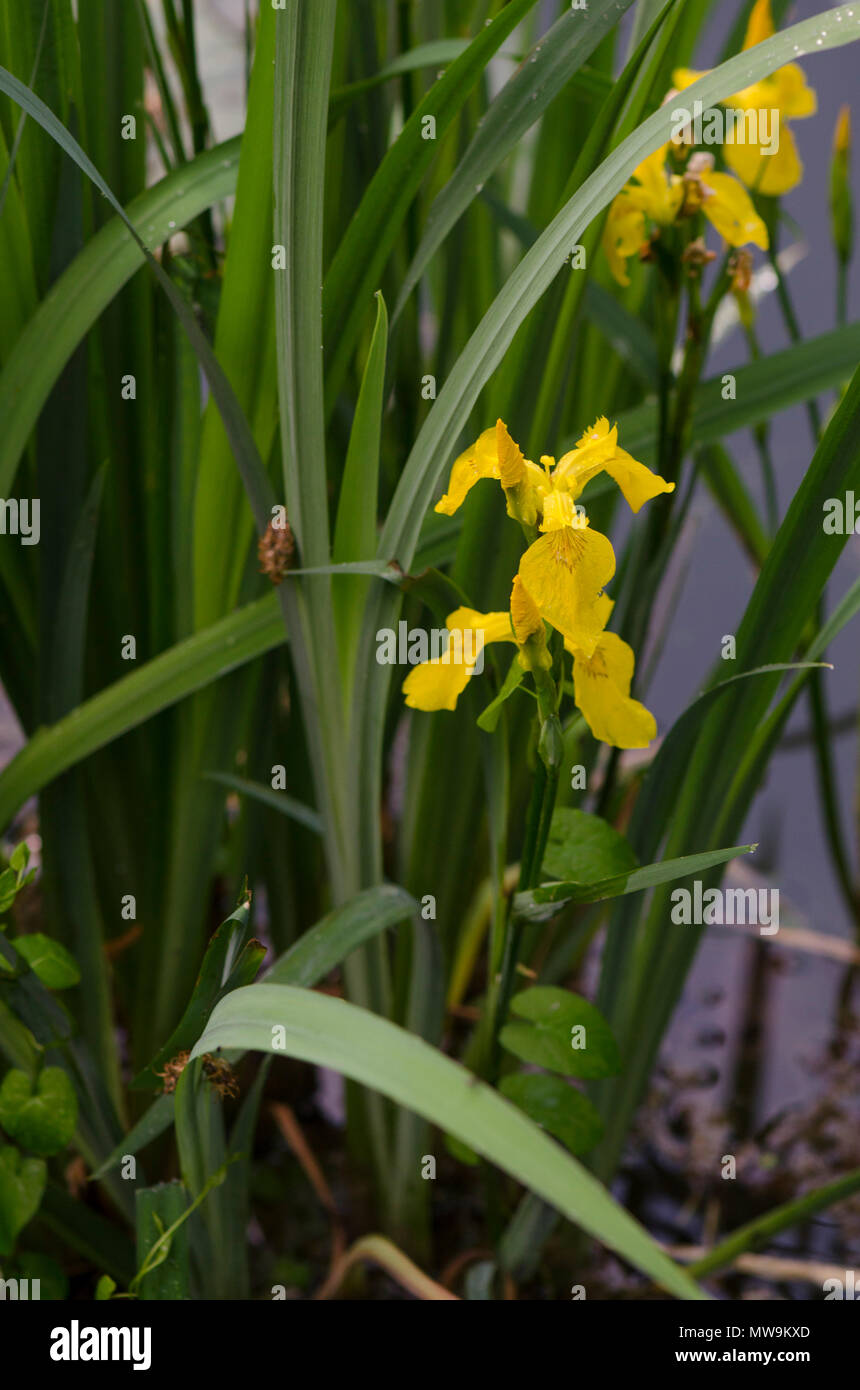 Yellow iris, Iris pseudacorus, Yellow Flag, Yellow Flag Iris, Pale ...