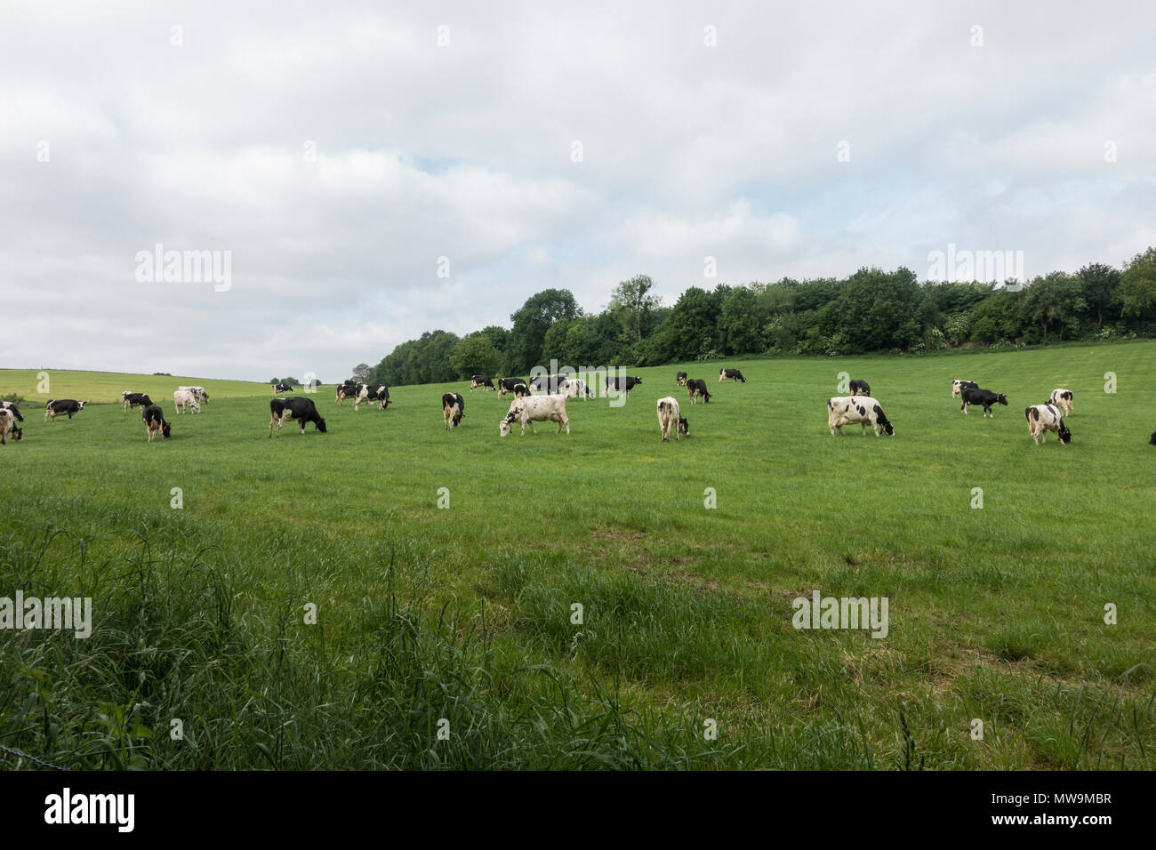 Domestic cattle holstein dairy cows hi-res stock photography and images ...