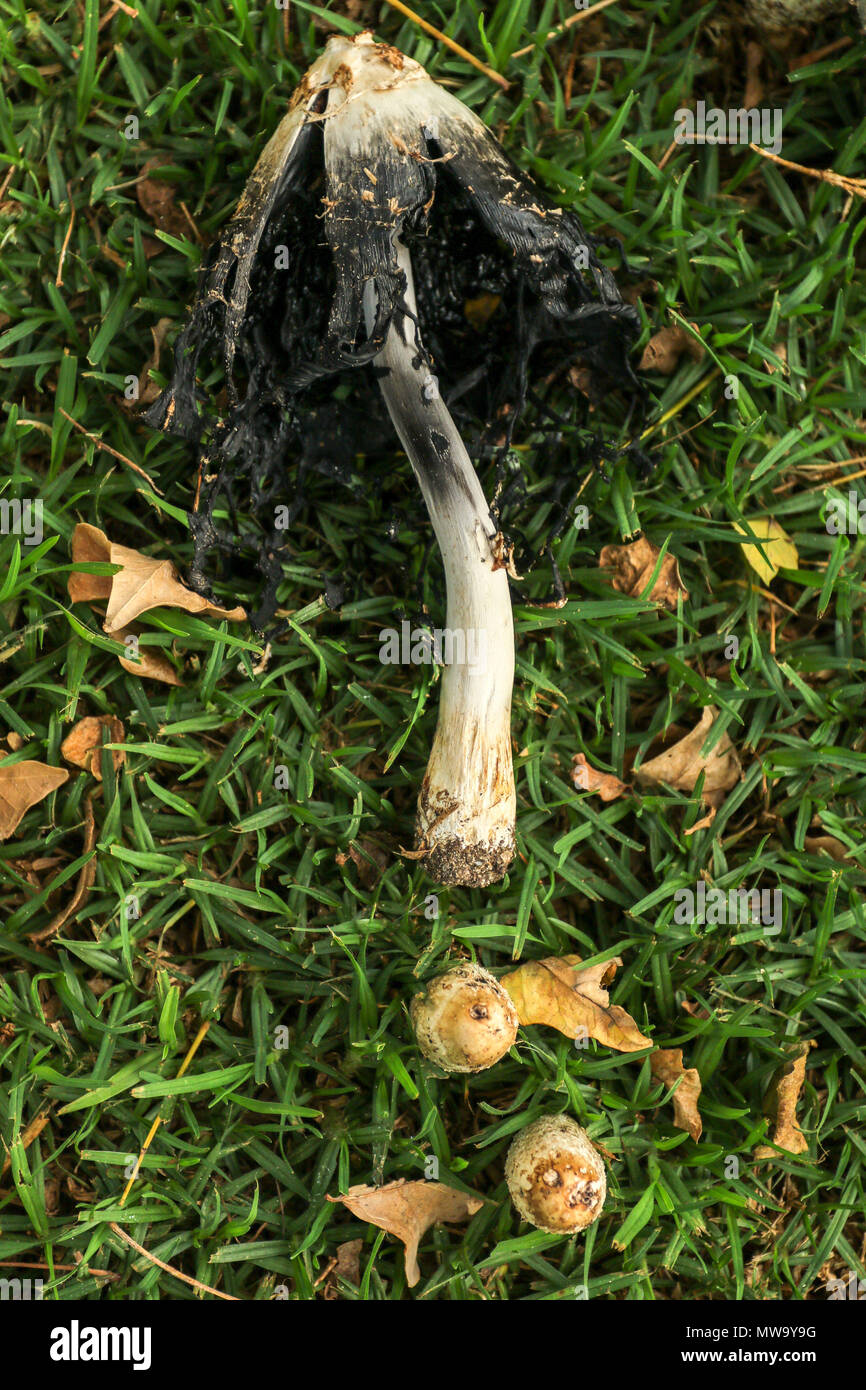 Shaggy ink cap fungus on farm grassland, stellenbosch, garden route ...