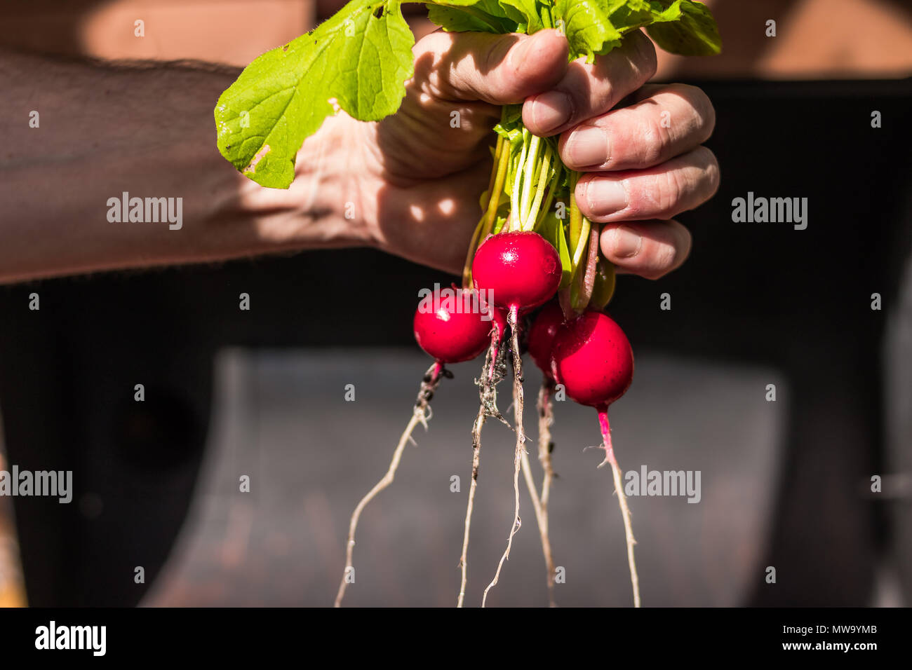 Organic vegetables. Farmers hands with freshly harvested vegetables ...