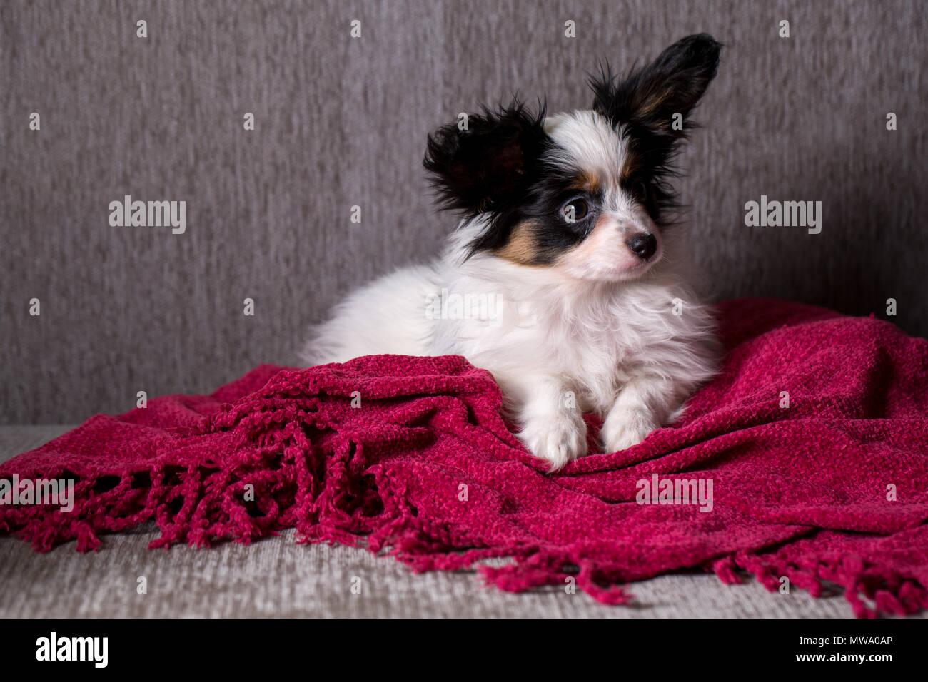 Puppy breed papillon rest on the couch Stock Photo - Alamy