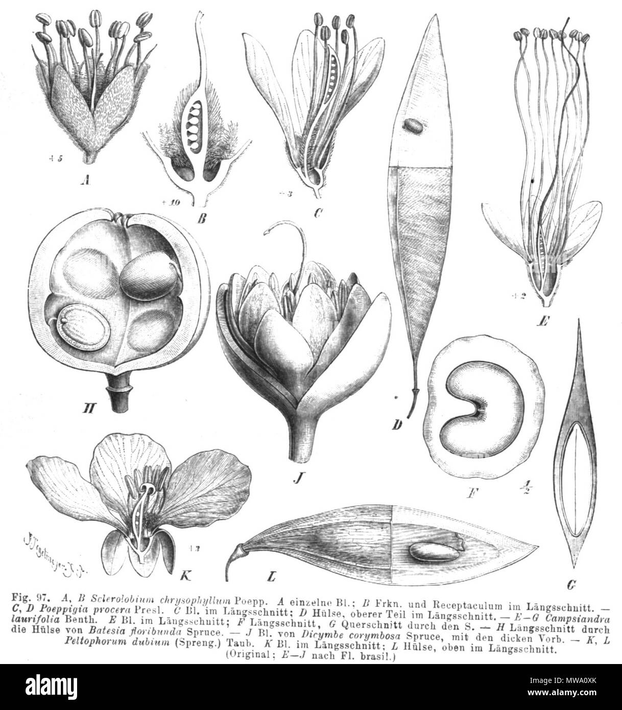 . Illustration from book . 1891. Paul Hermann Wilhelm Taubert (1862 ...