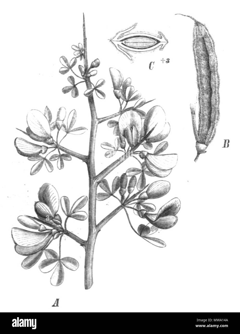 . Illustration from book . 1891. Paul Hermann Wilhelm Taubert (1862 ...