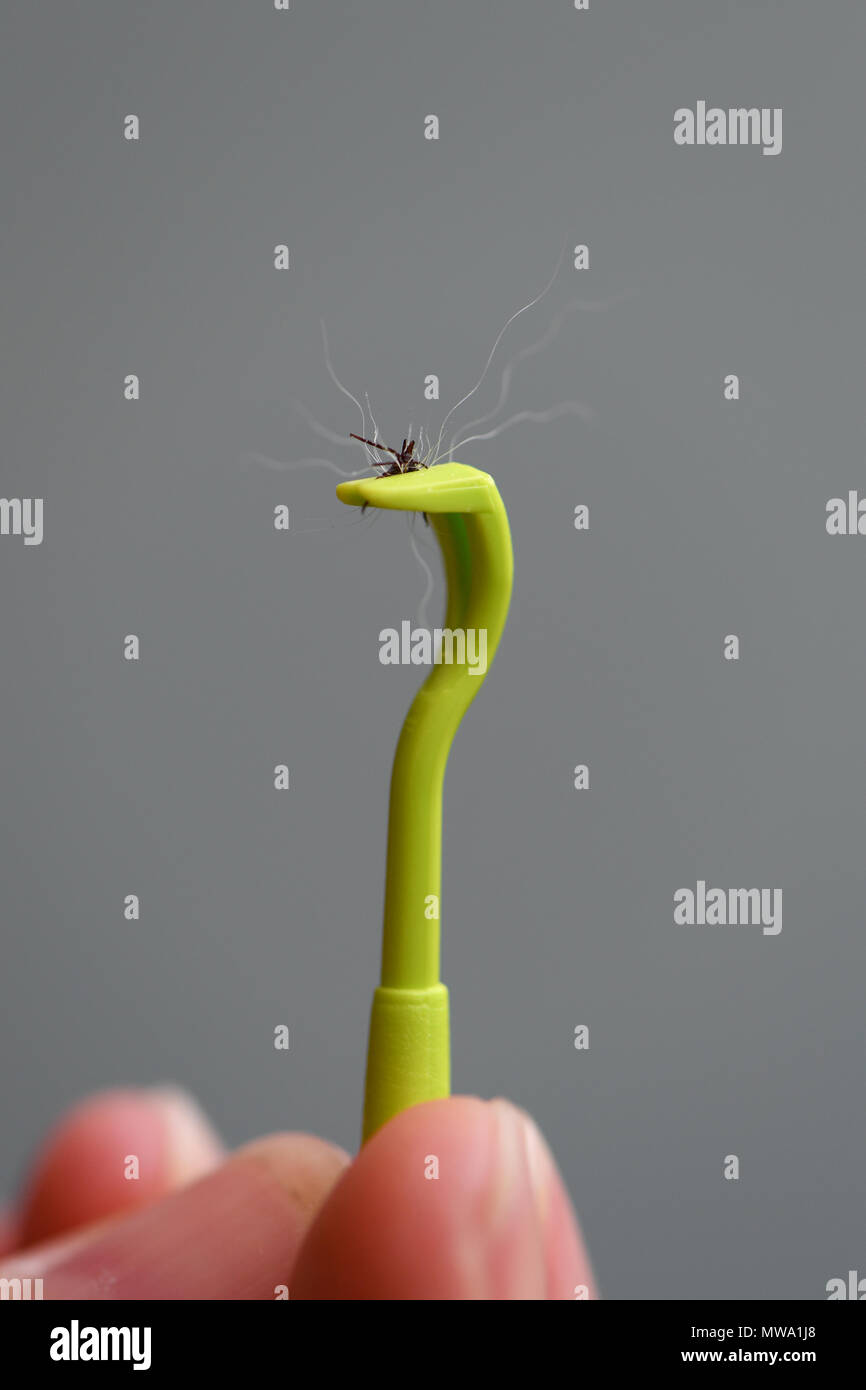 A green plastic tick remover complete with a tick removed from a dog ...