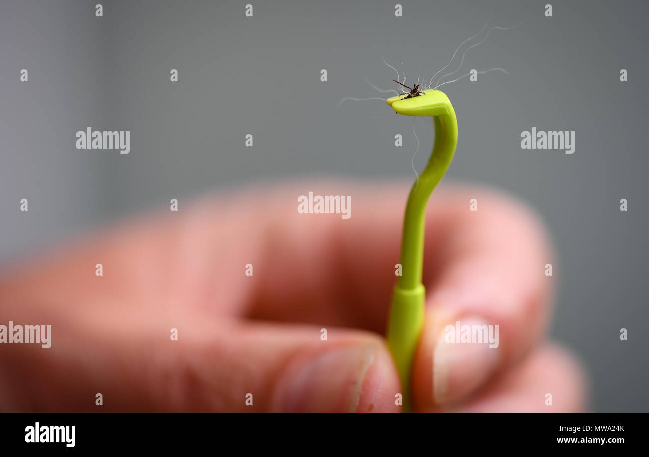 Parasites removal hi-res stock photography and images - Alamy