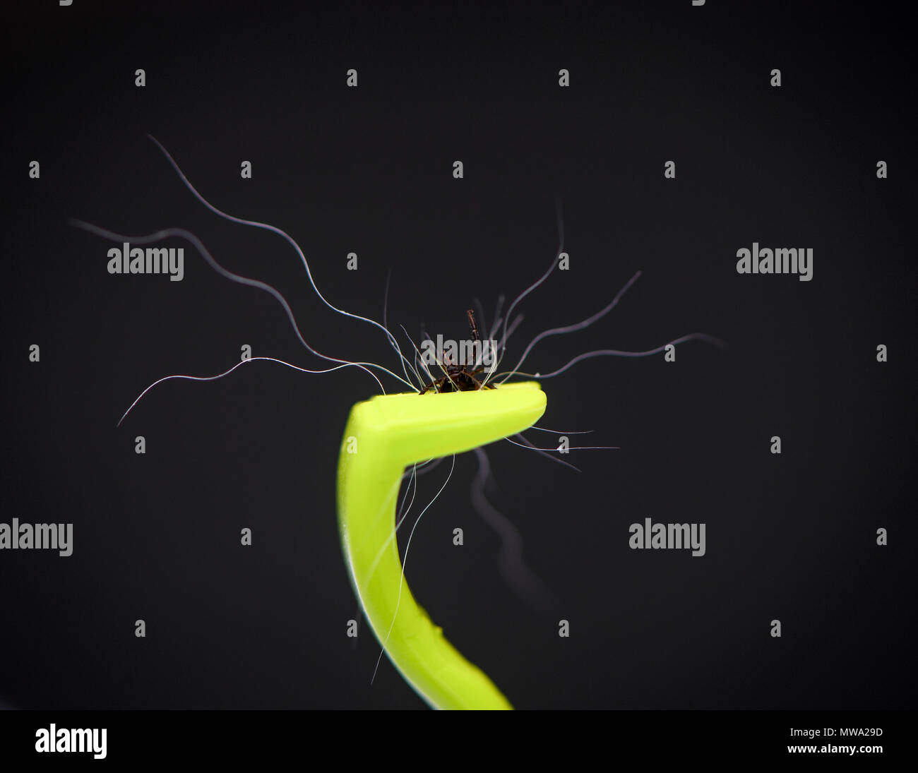 A green plastic tick remover complete with a tick removed from a dog ...