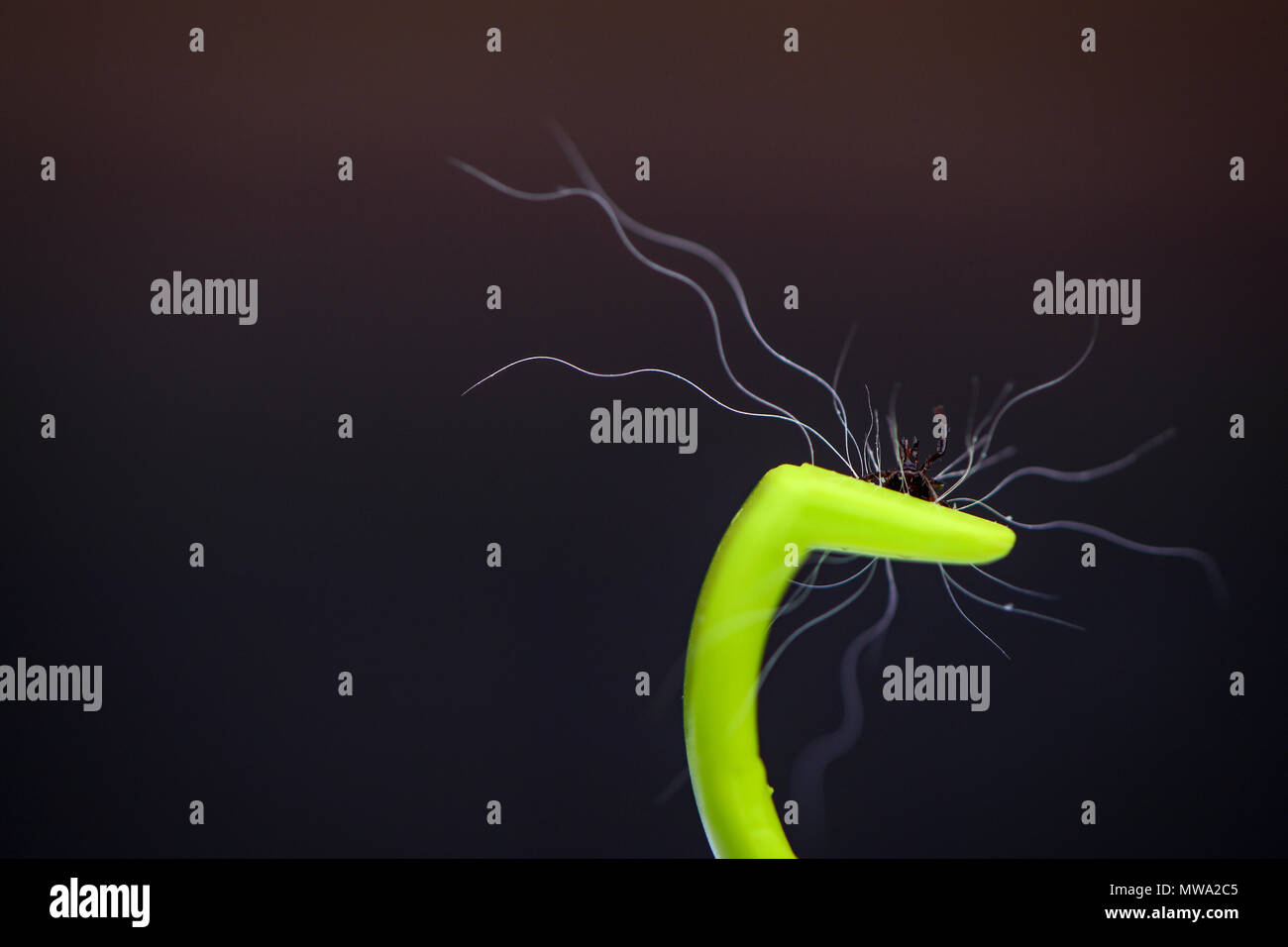 Feed on ticks hi-res stock photography and images - Alamy