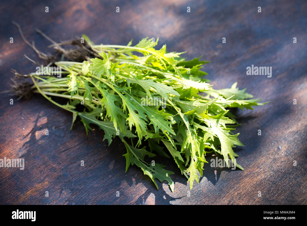 Potherb mustard hi-res stock photography and images - Alamy