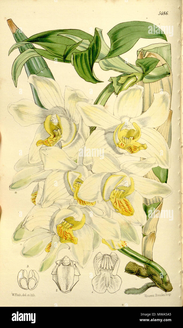 . Illustration of Chysis bractescens . 1860. Walter Hood Fitch (1817 ...