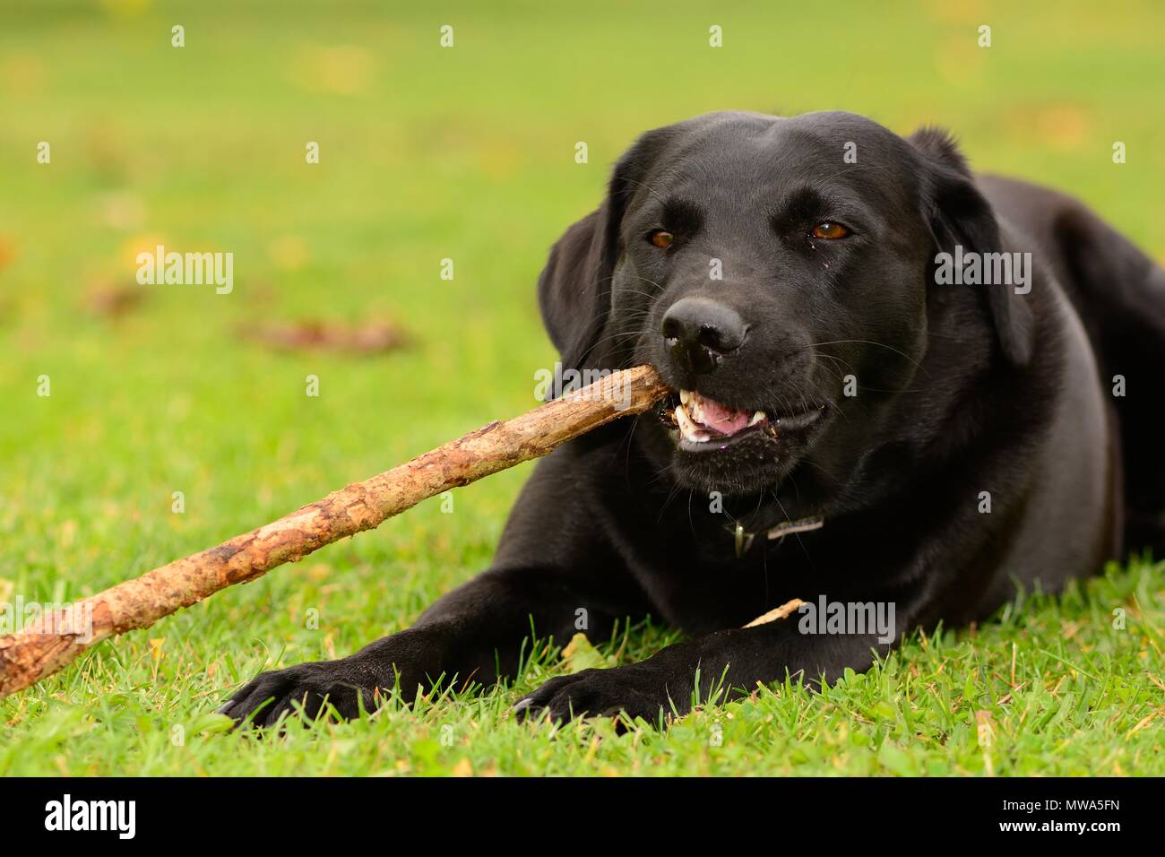 Portrait of a young black Labrador chewing a stick on the lawn Stock ...