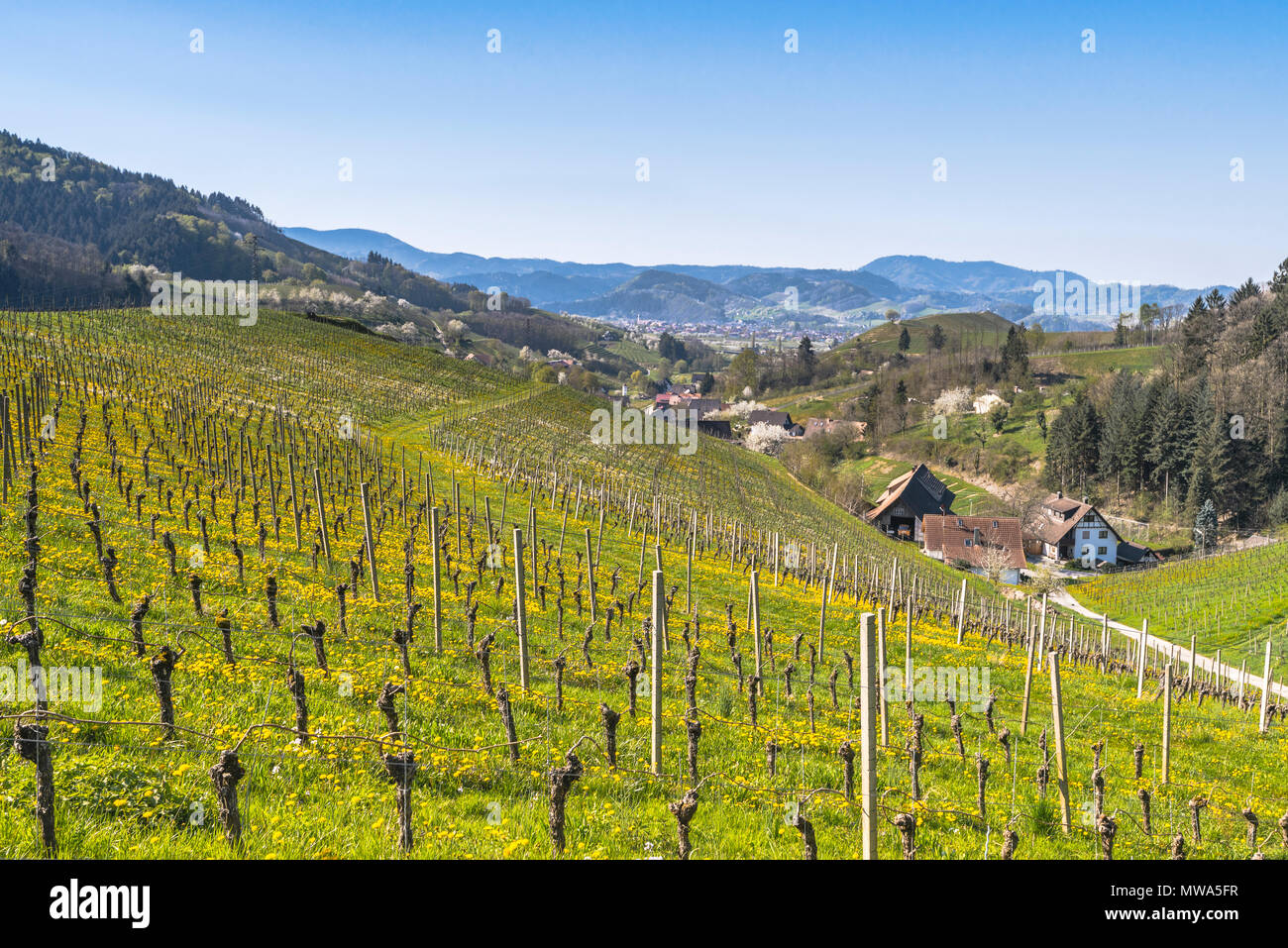 Baden wine route hi-res stock photography and images - Alamy