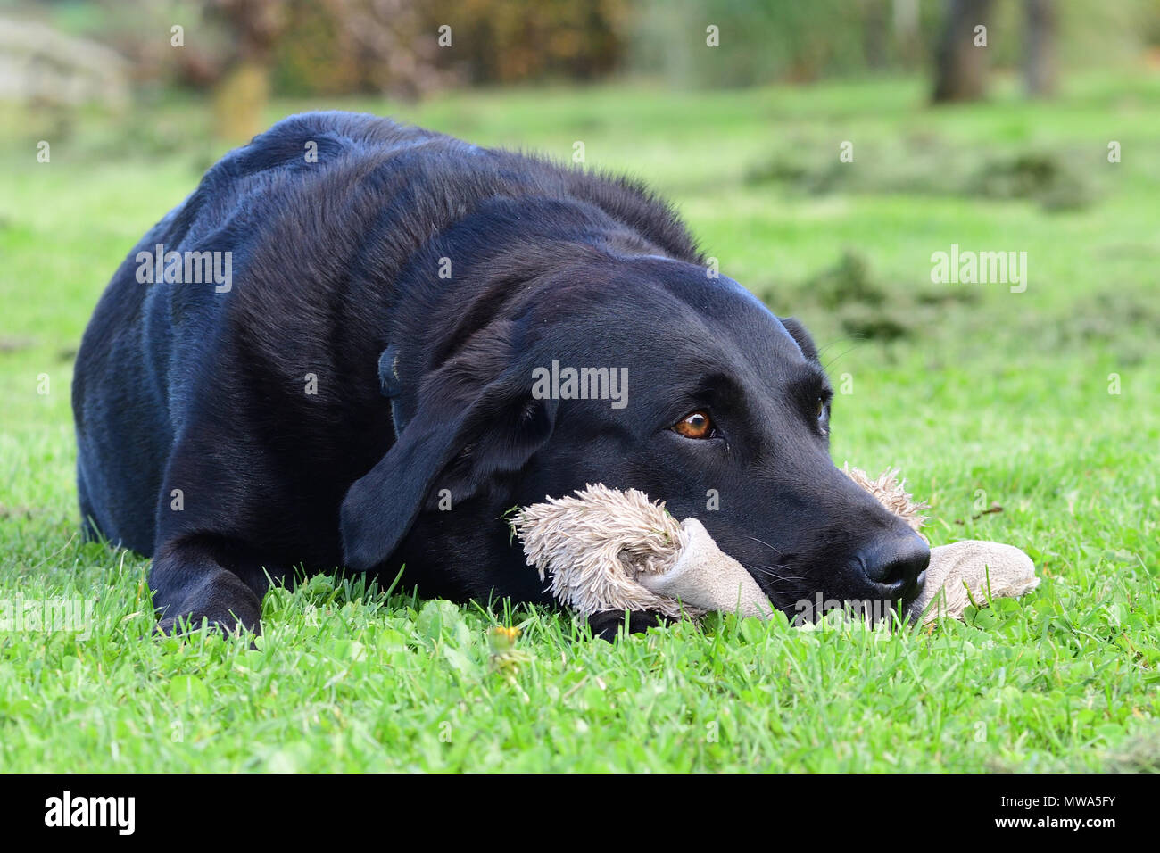 Black labrador soft toy dog hi-res stock photography and images - Alamy