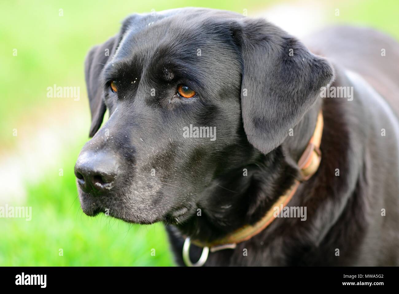 Outdoor portrait of a senior black Labrador retriever Stock Photo - Alamy