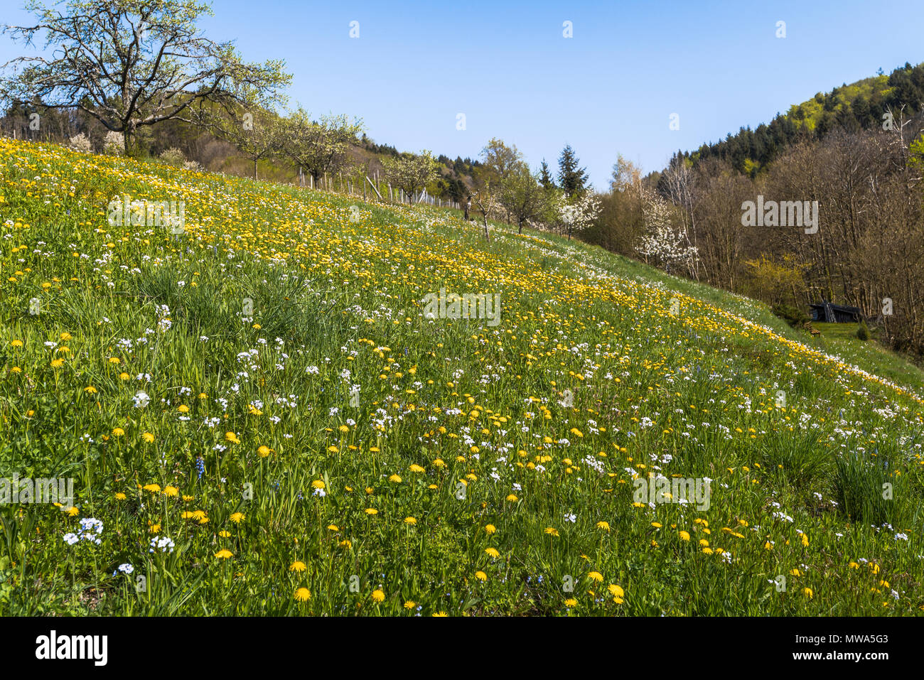 Spring meadow flowers germany hi-res stock photography and images - Alamy