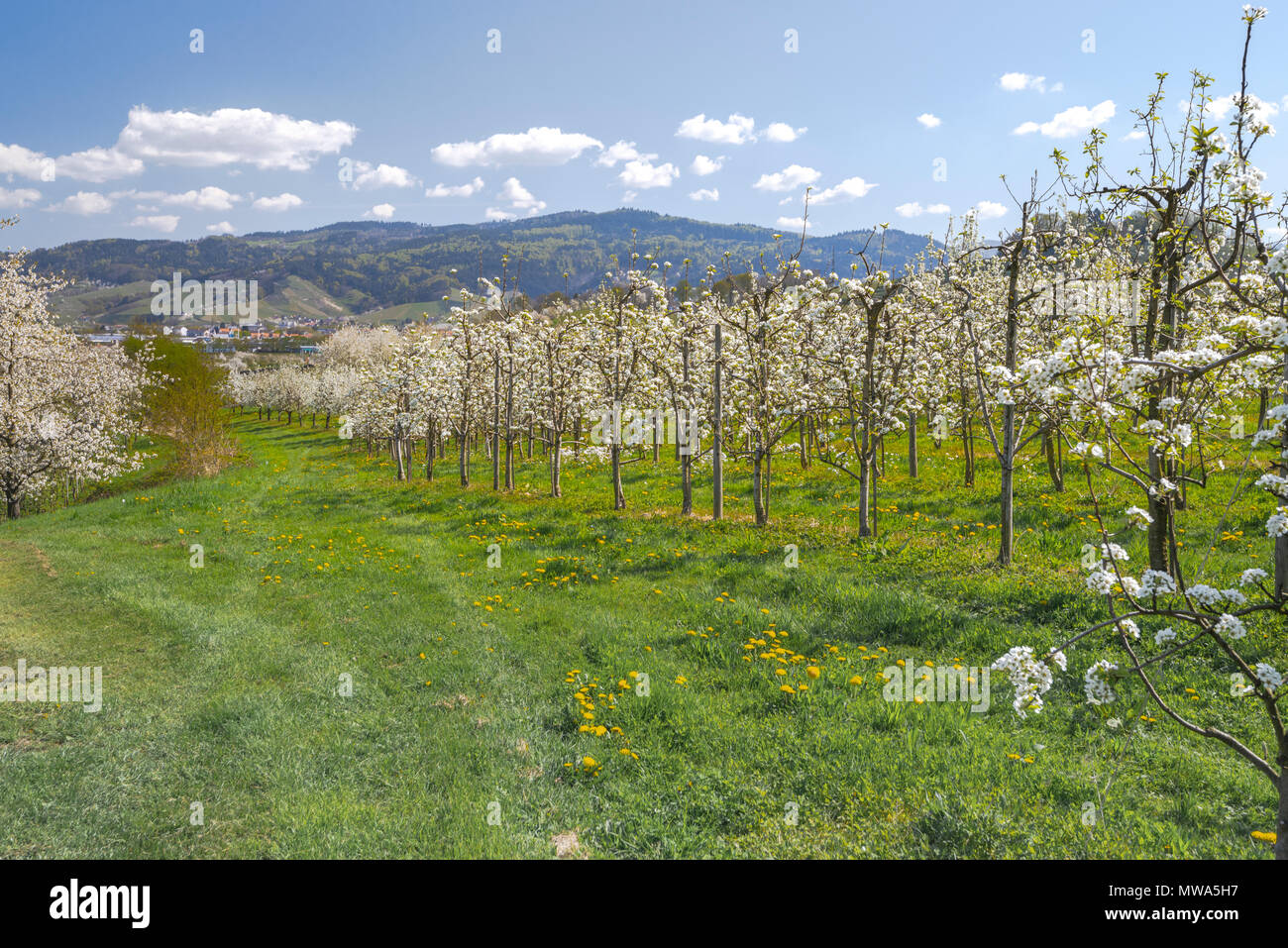 orchard with blooming cherry trees near Oberkirch, Germany, scenic ...