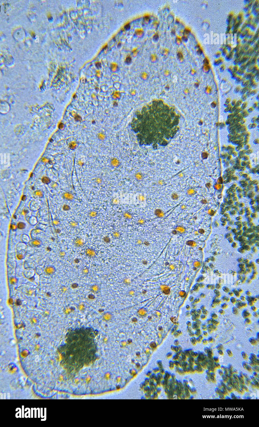 Pelomyxa High Resolution Stock Photography and Images - Alamy