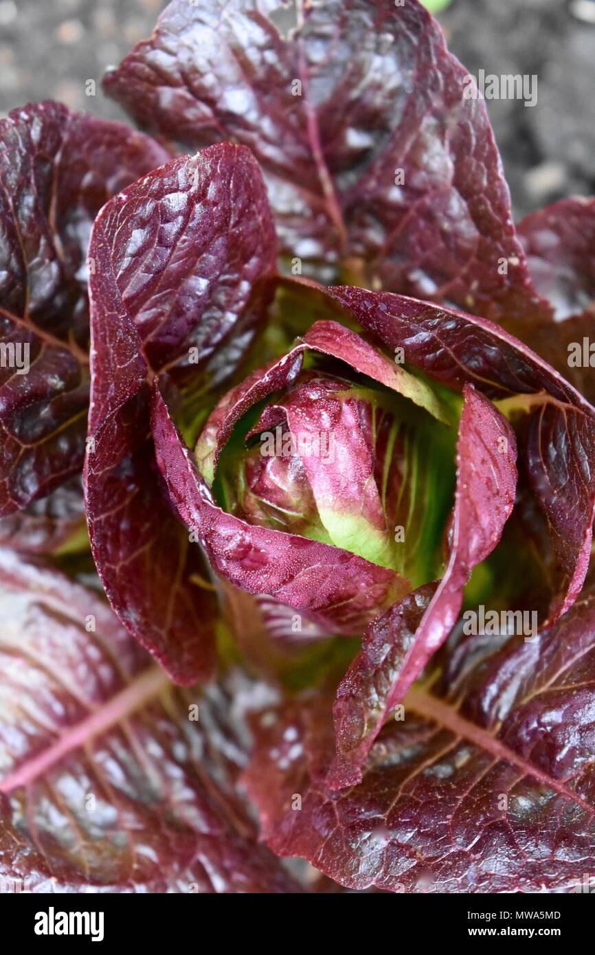 Radicchio growing in the Garden Stock Photo - Alamy
