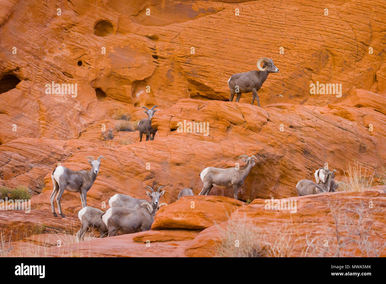A lone Nevada bighorn ram walks with his herd along the colorful ...
