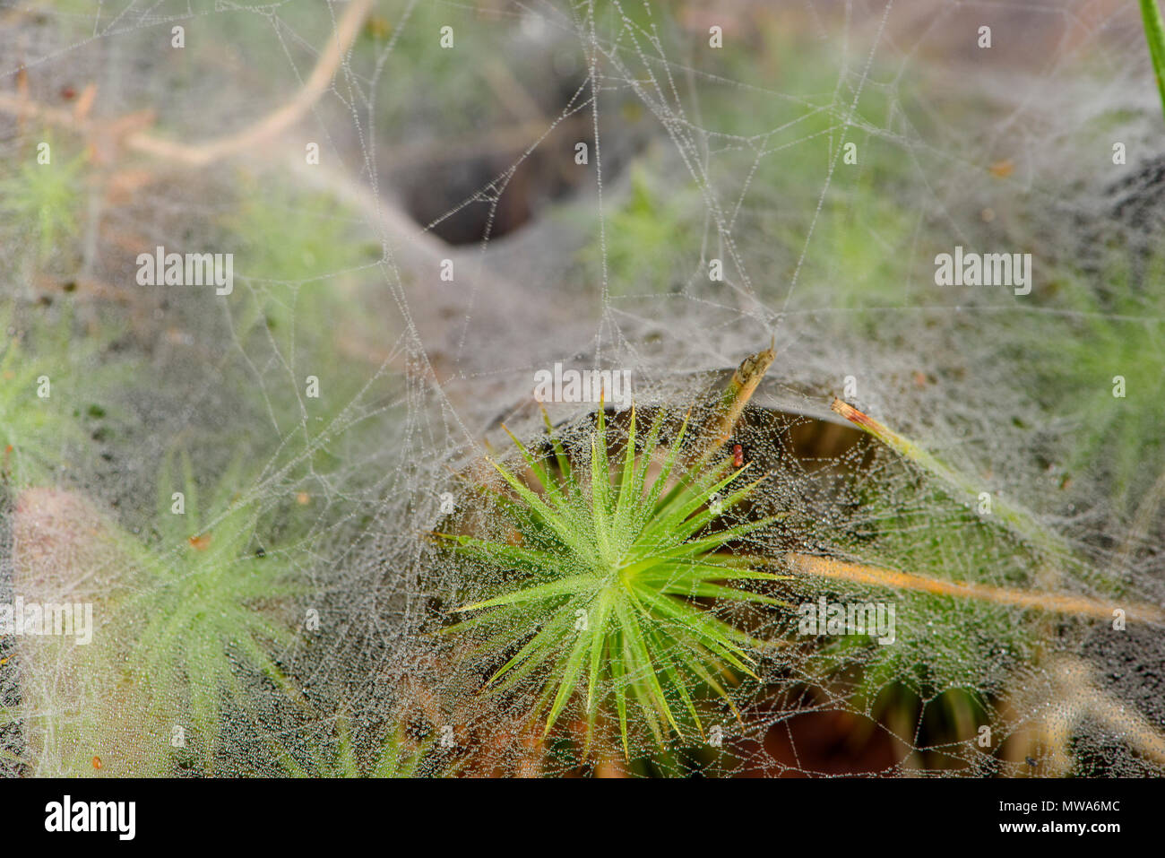 Dew-covered grass spider web and moss, Greater Sudbury, Ontario, Canada ...
