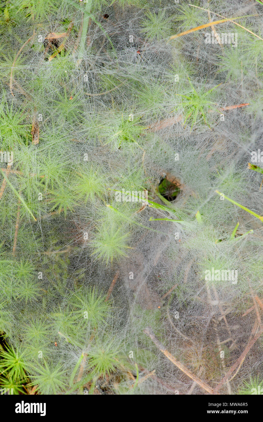 Arachnids spiders hi-res stock photography and images - Alamy