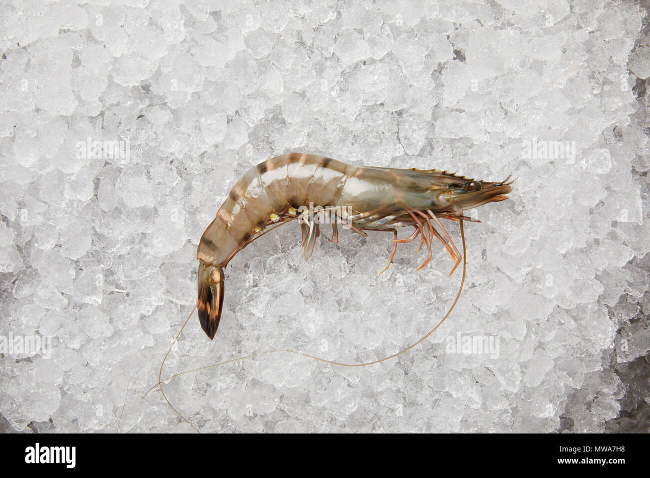 top view of raw prawn on crushed ice Stock Photo - Alamy