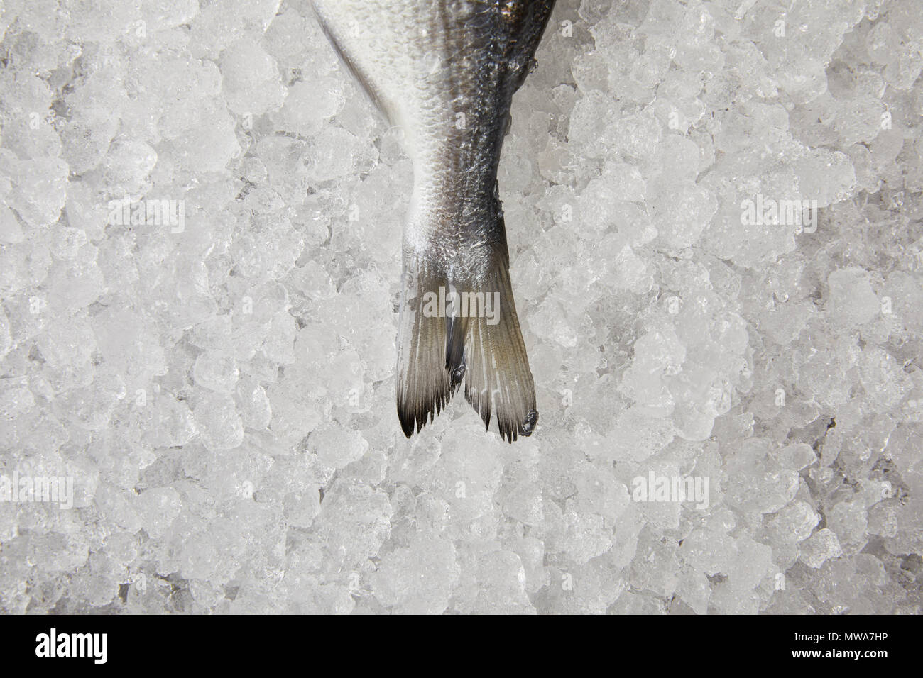 top view of raw fish tail on crushed ice Stock Photo - Alamy