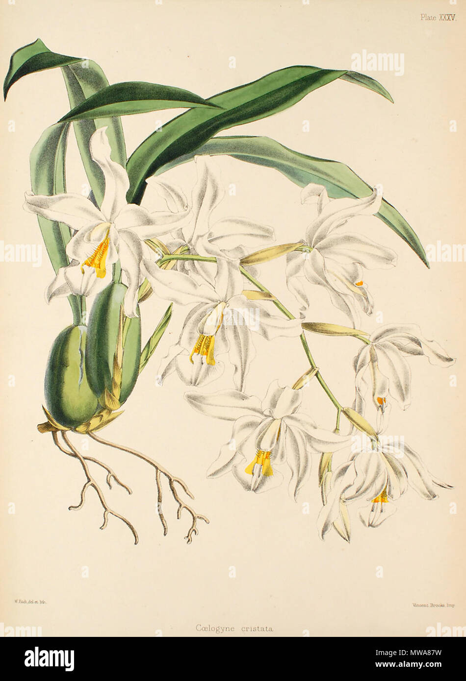 . Illustration of Coelogyne cristata . between 1862 and 1865. Walter ...