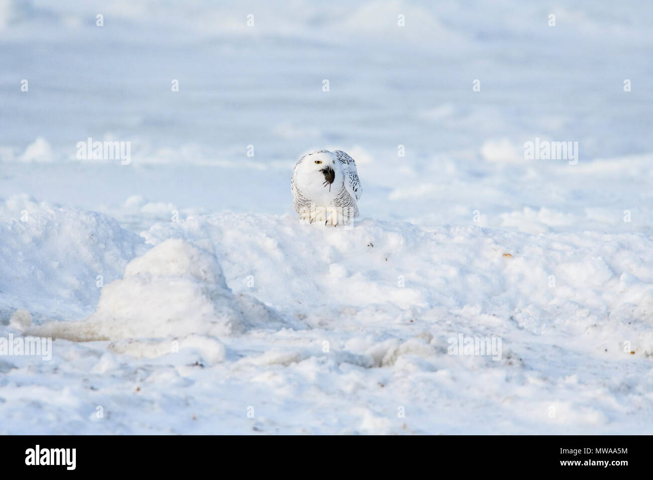 Snowy owl eating hi-res stock photography and images - Alamy