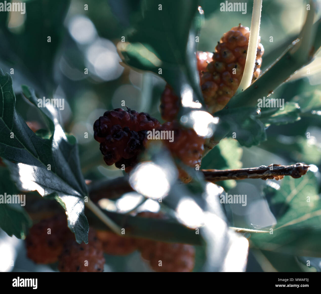 shaded view of berries with sun rays shining through Stock Photo - Alamy
