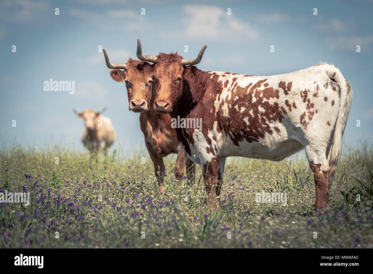 Cattle cows grass horns farming hi-res stock photography and images - Alamy