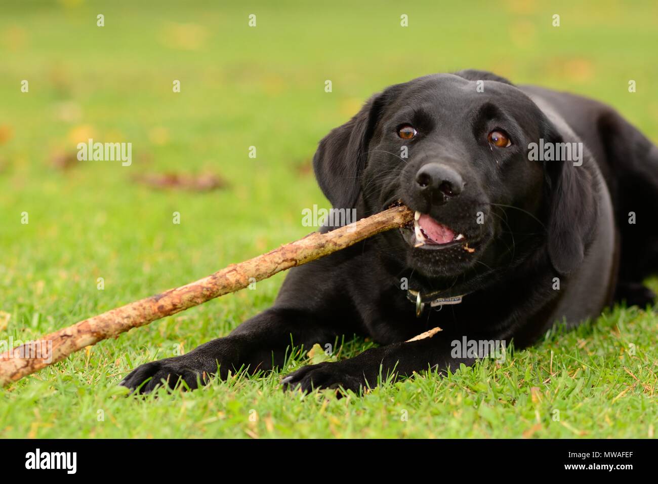 Black labrador dog chewing on hi-res stock photography and images - Alamy